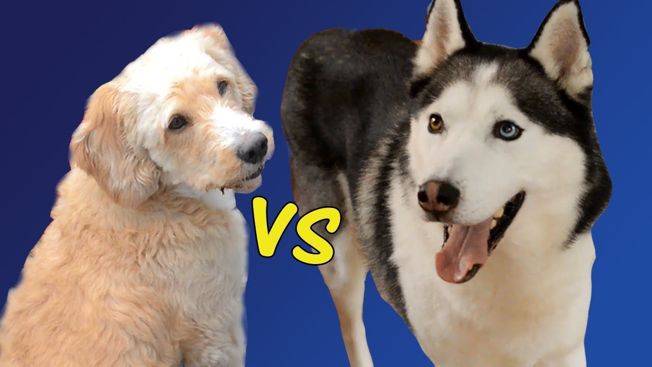 DOG IQ TEST! Husky vs Cockapoo - Who's smarter? - YouTube