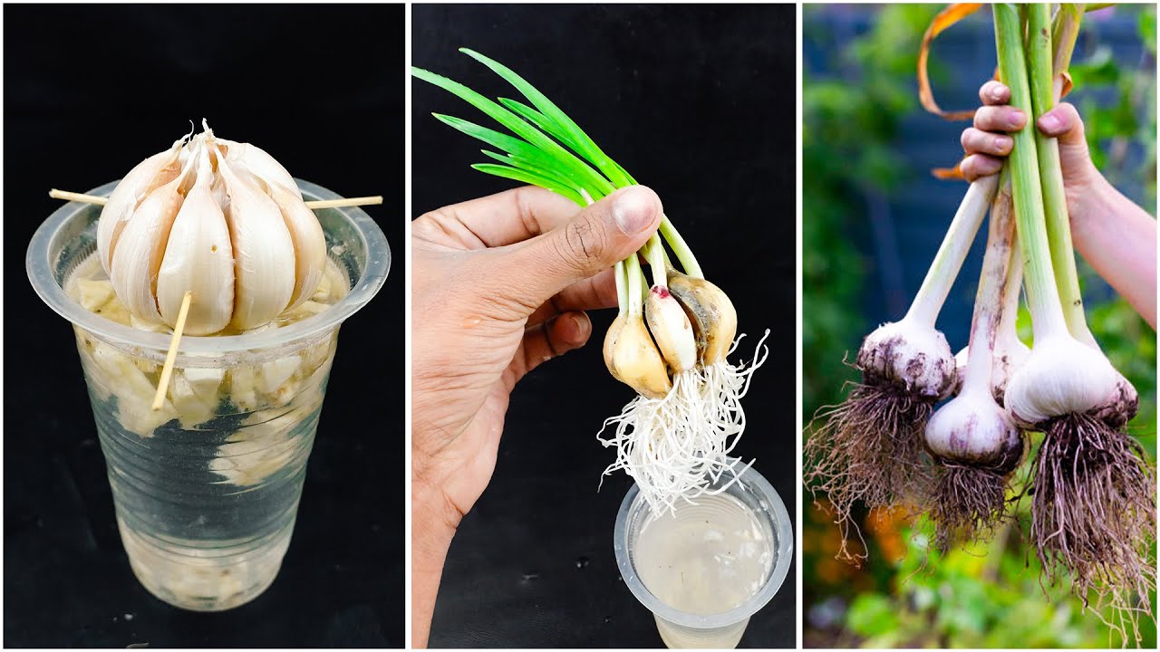 Simple way to grow garlic plant at home from garlic clove || Water ...
