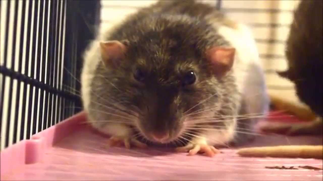 Rat Boggling and Bruxing - YouTube