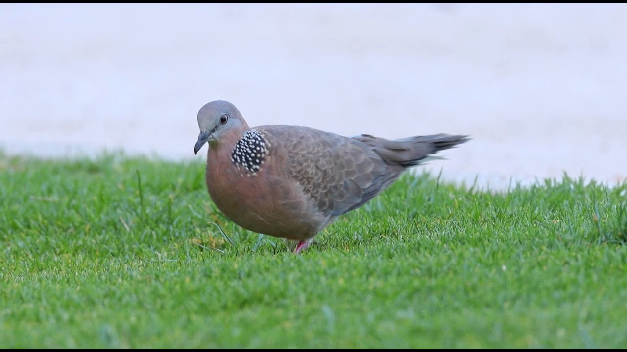 Spotted Doves at Supreme Court Gardens in Perth, Dec 2022 - YouTube