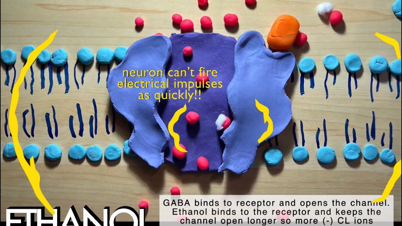 Cell Signaling: ALCOHOL Stop motion video - YouTube