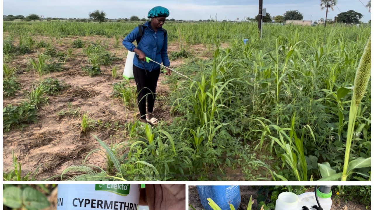 Village Vlog🇳🇦: Spraying Insecticides on our Mahangu Crops/Pearl ...
