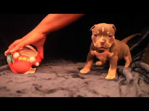 (SOLD) MALE POCKET AMERICAN BULLY PUPPY \