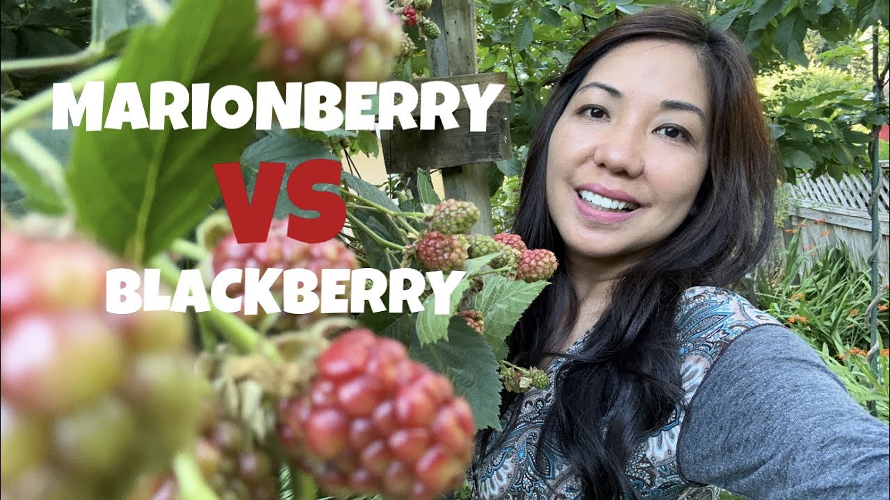 From Garden to Table: The Mesmerizing World of Marion Berries! 🌱🍇🤤 ...