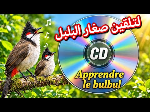 تركيبة لتلقين صغار البلبل إهداء للاحباب .\