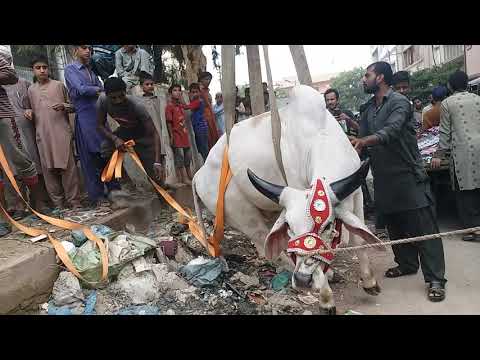 Cow Unloading from Crane Part -3 - YouTube