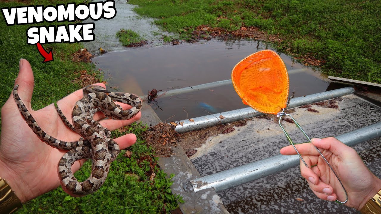 Saving Unknown Snake After Thunder Storm (CRAZY) - YouTube