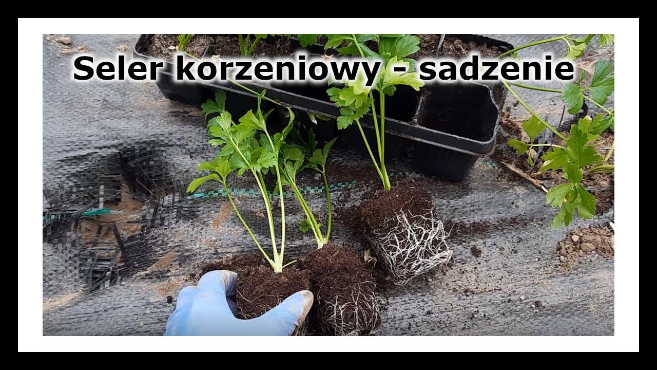 Seler korzeniowy - sadzenie do gruntu - uprawa selera - YouTube