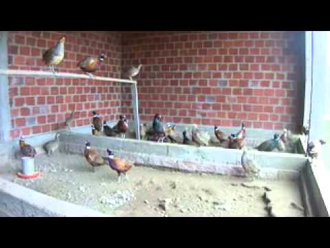 Lote de Faisões - YouTube