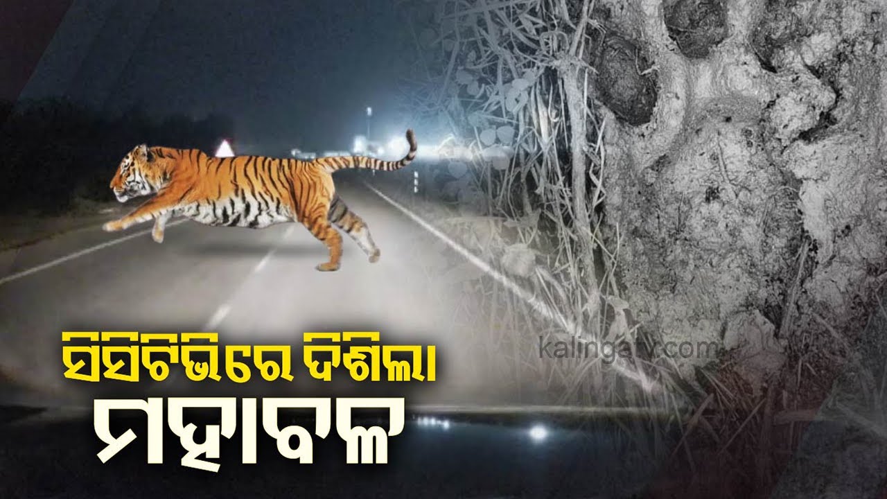 CCTV footage shows Royal Bengal tiger crossing road in Ganjam ...