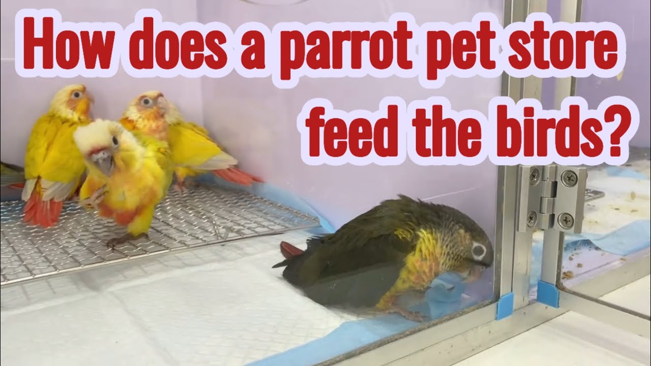 How does a parrot pet store keeper feed the birds? - YouTube