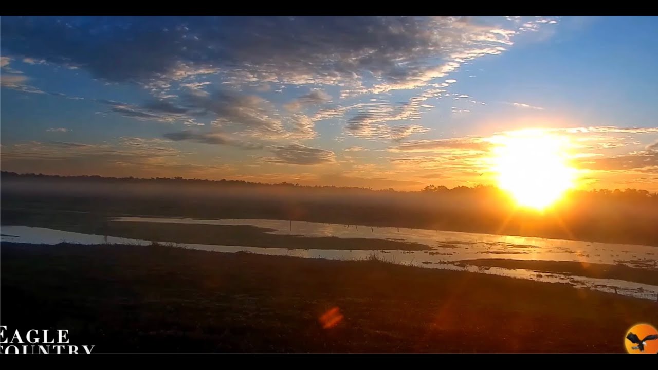 🦅 Respite in Nature | Eagle Country Bald Eagles - YouTube