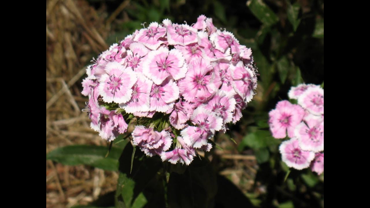 I Can Only Imagine (pictures of flowers) - YouTube