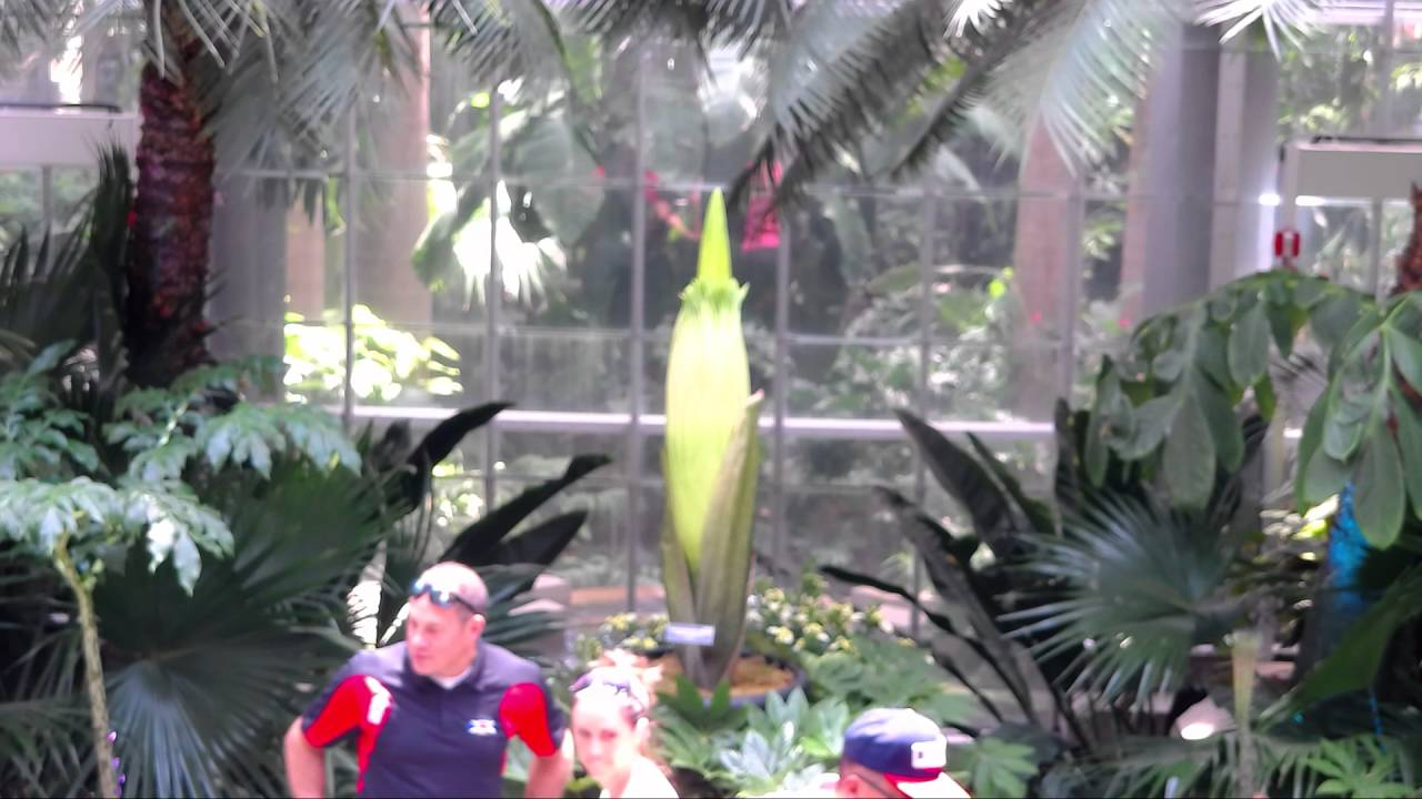 Archive - Corpse Flower at United States Botanic Garden Live Stream ...