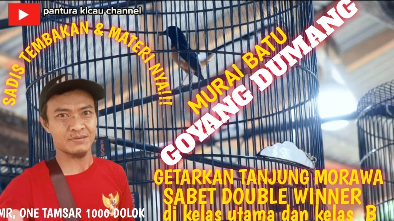 GETARKAN TANJUNG MORAWA!!! MURAI BATU GOYANG DUMANG SABET DOUBLE WINNER ...