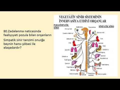 DİM BİOLOGİYA 2019  II HİSSƏ SİTUASİYA 27