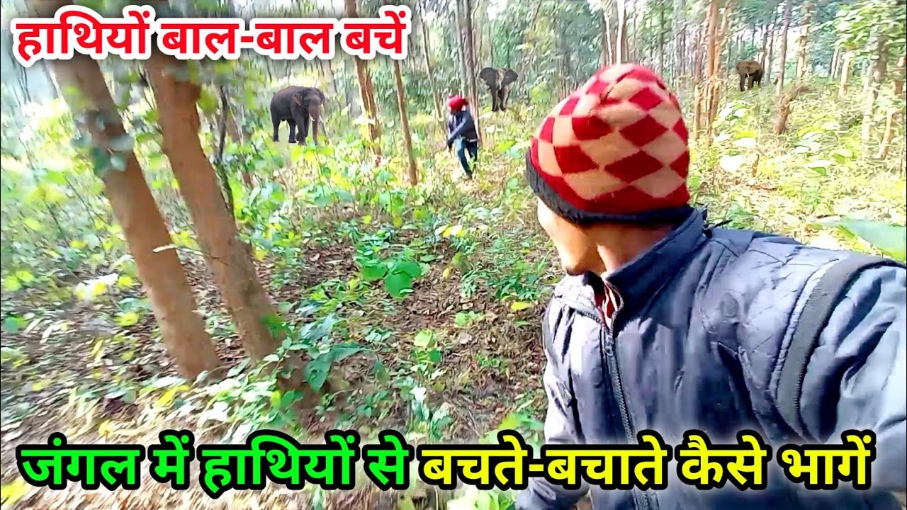 जंगल में हाथियों से बचते-बचाते कैसे भागें | हाथियों से बाल बाल बचें ...