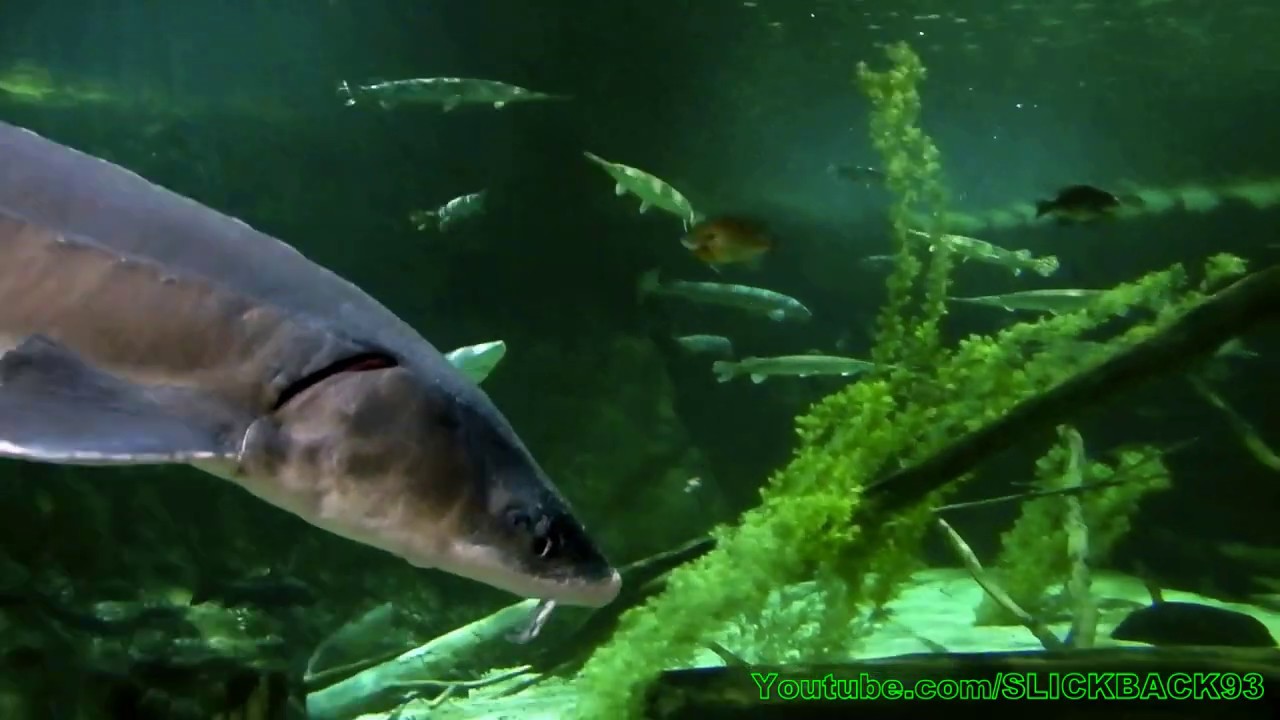 Sea-life Aquarium Mall of America (POV WALK) - YouTube