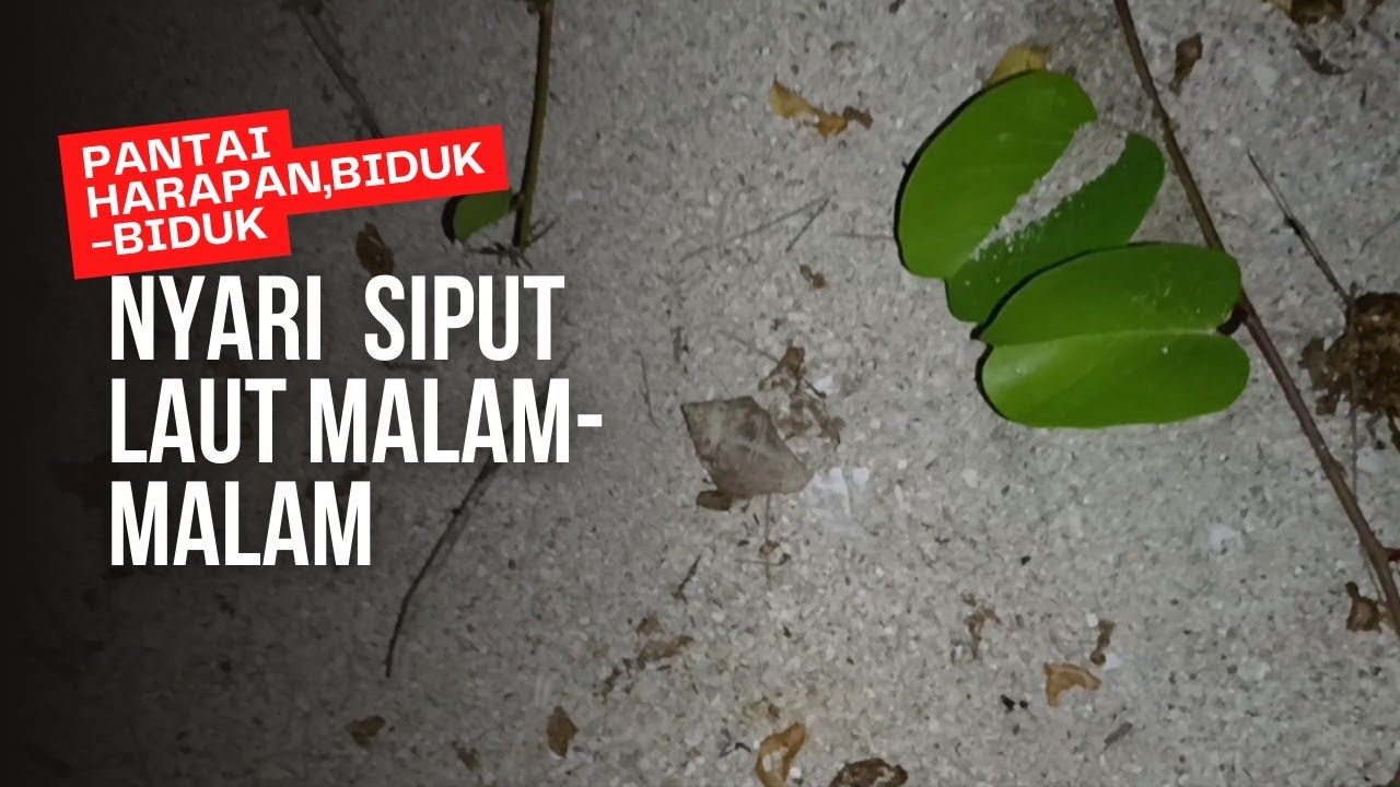 Ngikutin Om cari siput laut malam-malam buat cucunya,dan ketemu sesuatu ...