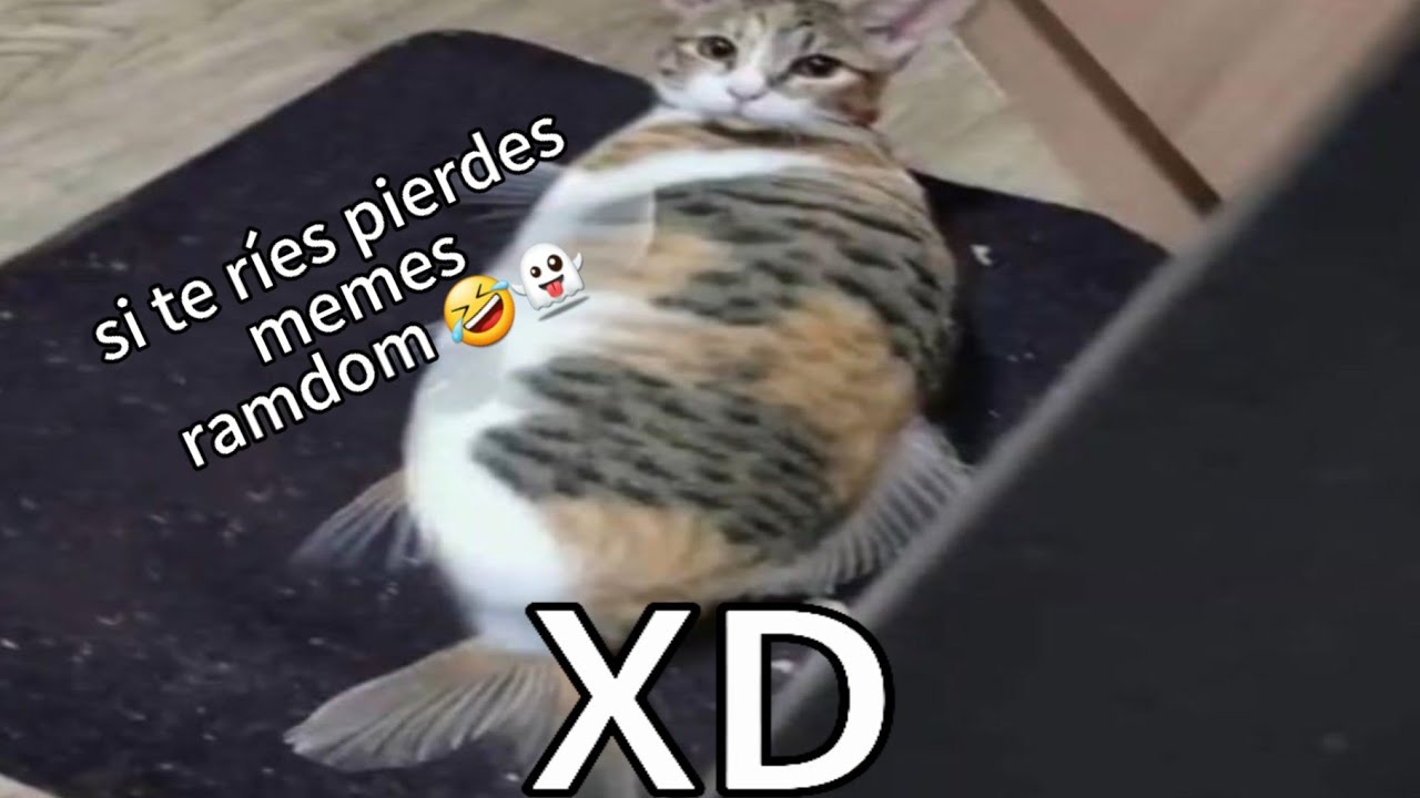 SI TE RIES PIERDES (MEMES RAMDOM) 🤣 9999 imposible! - YouTube