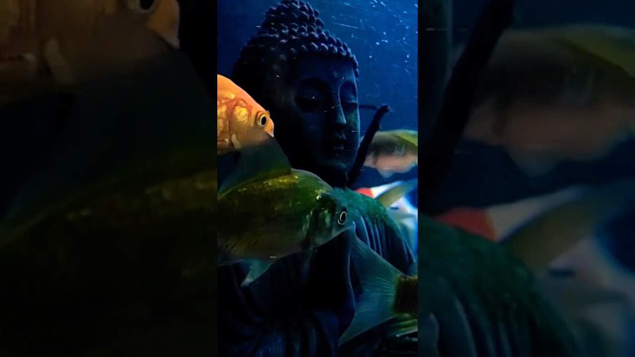 Goldfish Tank Set up | Indian Goldfish | Most popular Aquarium fish in ...
