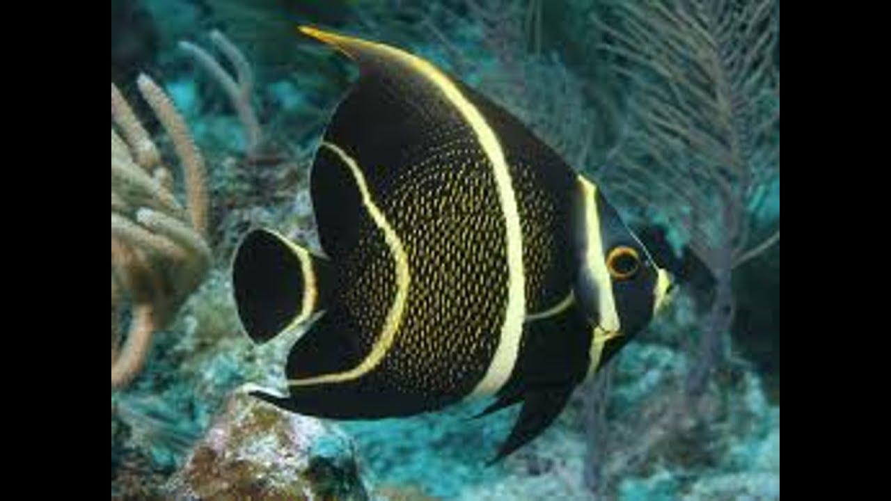 ANGELS AND DEMONS - AGGRESSIVE FISH - YouTube