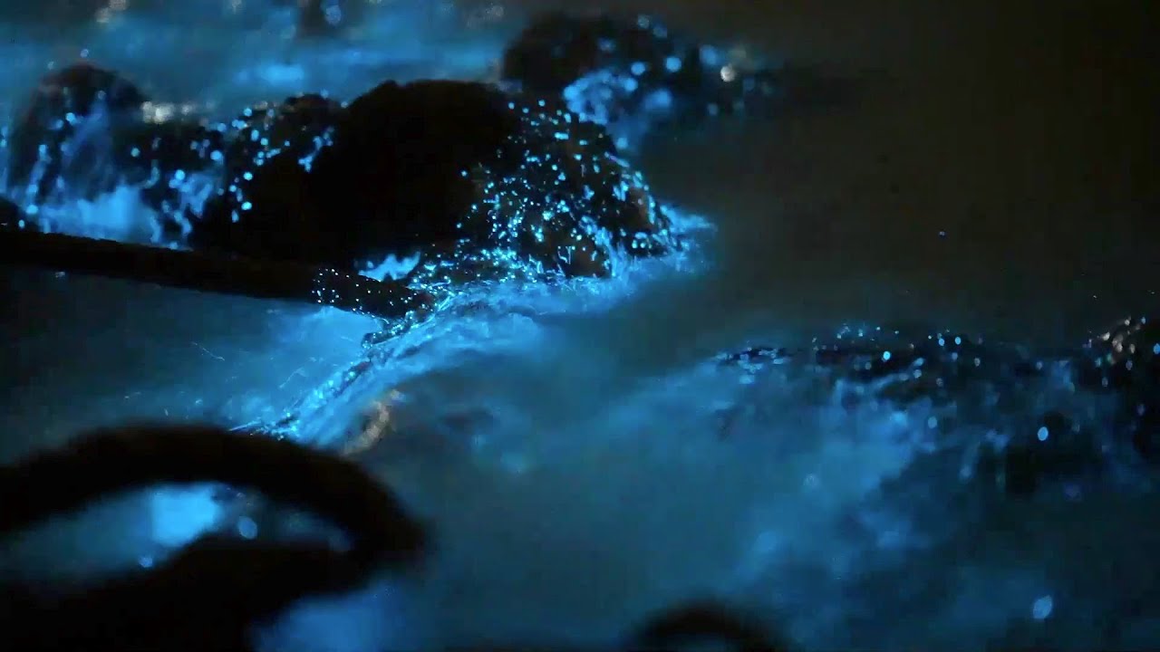 GLOBALink | Luminous "blue tears" light up waters on east China beach ...