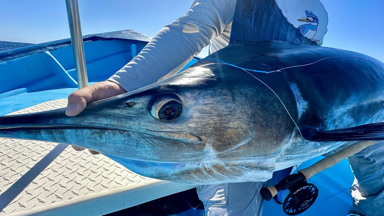 Baja Pacific, Marlin Fly Fishing Expedition. - YouTube