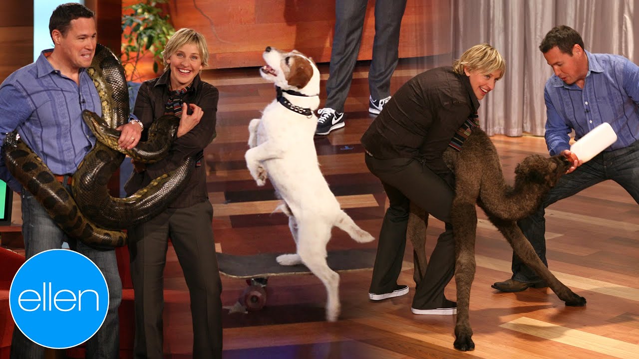 Best of Ellen's Animal Friends - YouTube