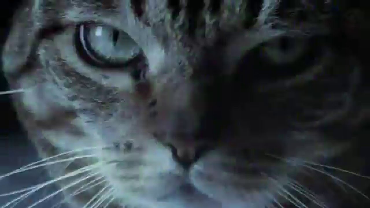 Meoow mix - Original Meoow - YouTube