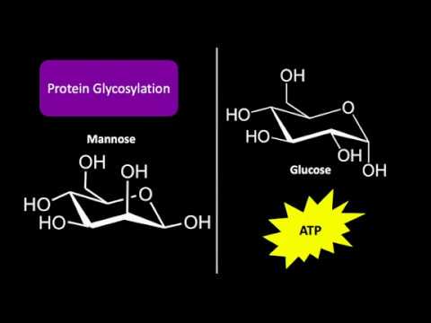 How Does The Body Use Mannose In Metabolism