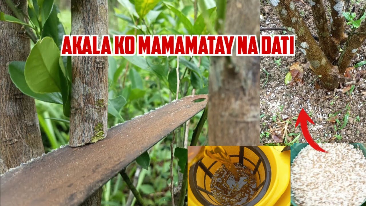 Abono, Pruning at Herbicide sa Kalamansi | Step-by-Step Para Bumalik ...