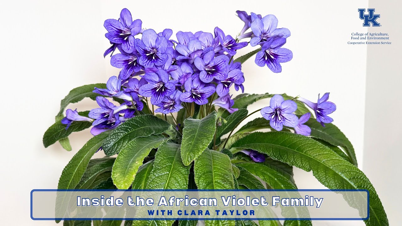 Inside the African Violet Family - YouTube