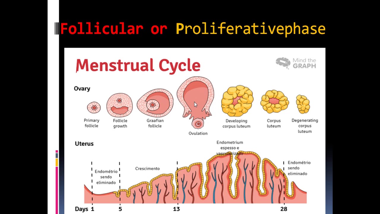 12th bio zoology- Menstrual cycle - YouTube