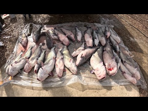 486 POUNDS WITH 27 CATFISH IN JUST A FEW HOURS!!! Snagging catfish at ...