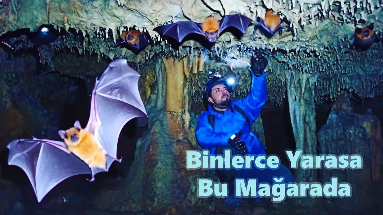 Büyük Yarasa Kolonisi; Yarasaları Yakından Görüntüledim - YouTube