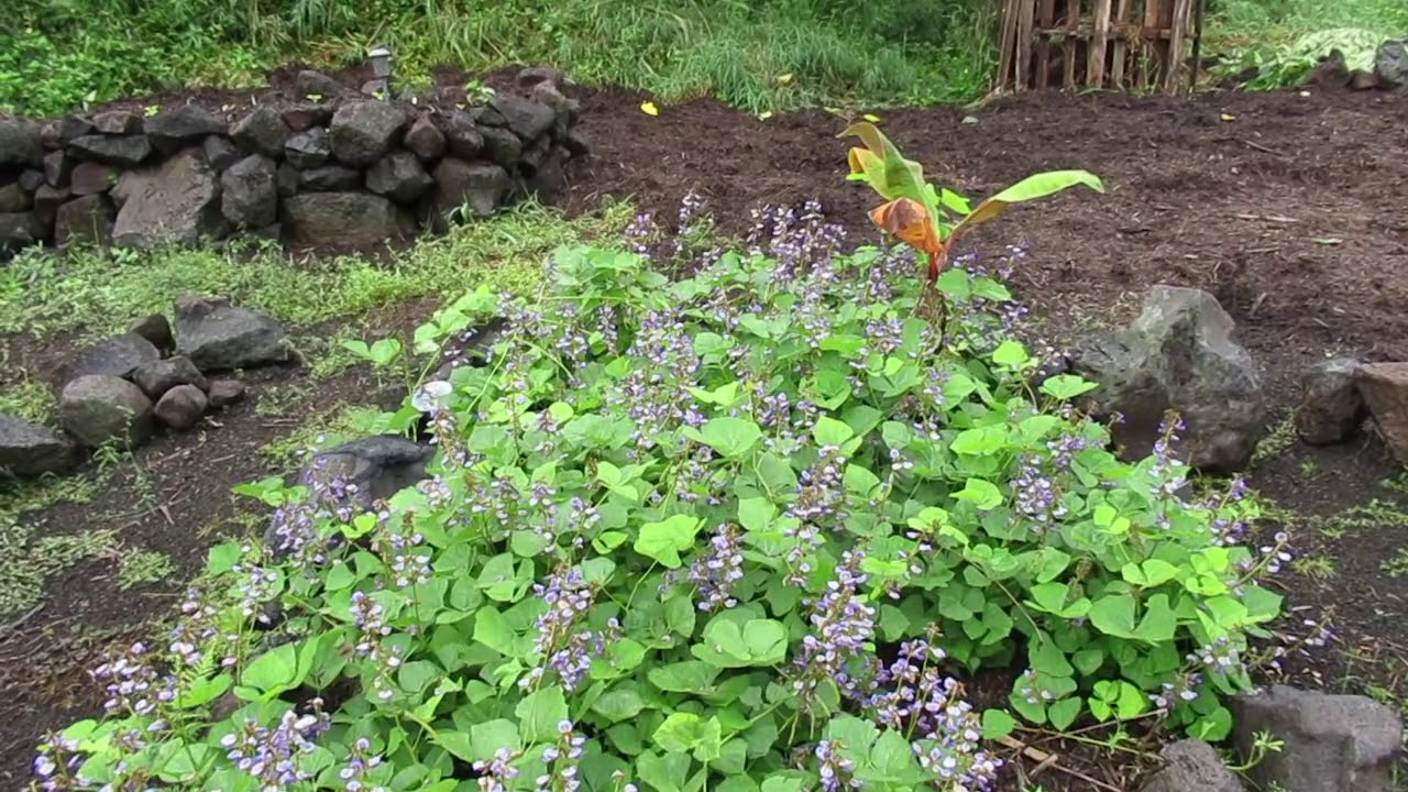 Jicama Yam Bean as Cover Crop on the Big Island Hawaii - YouTube