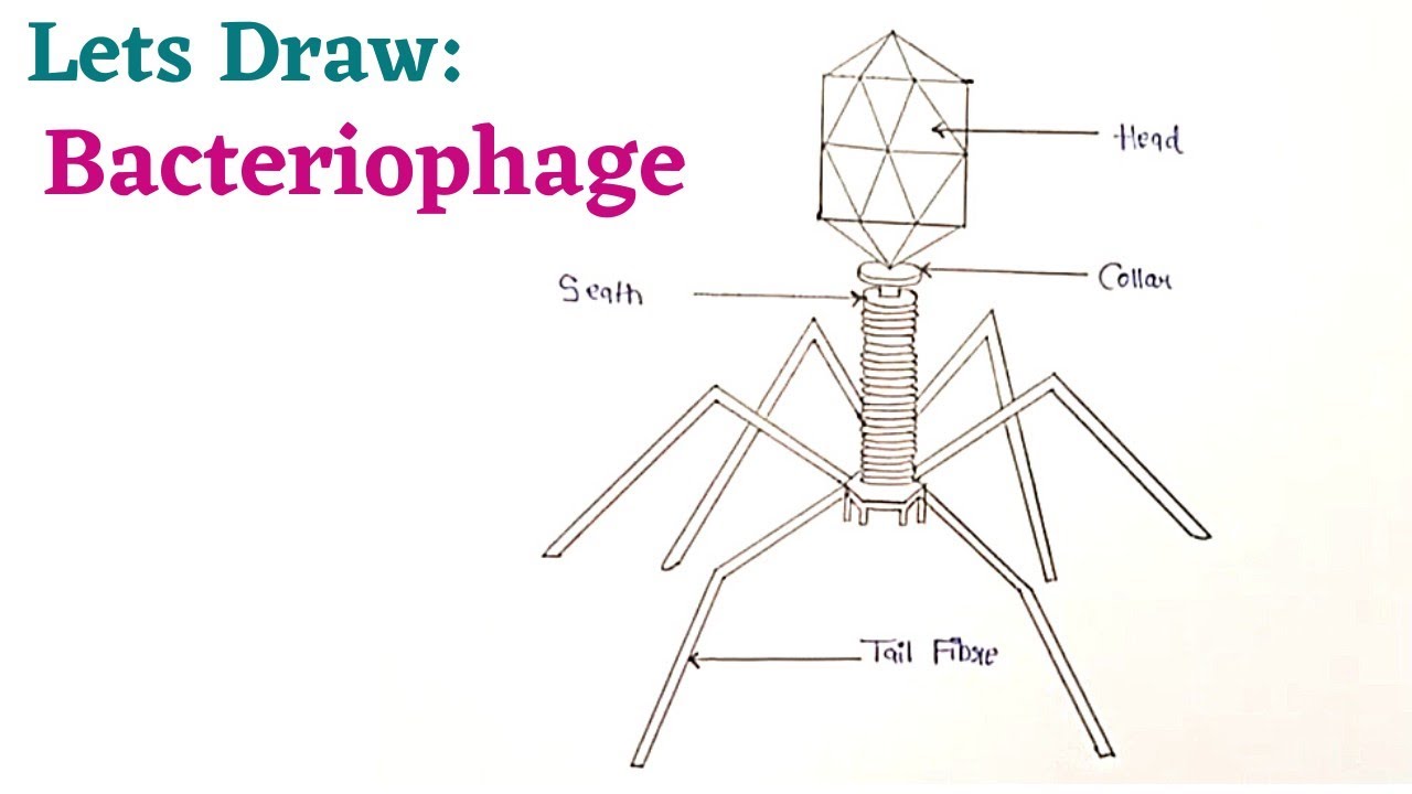 How to draw a Bacteriophage easily. - YouTube