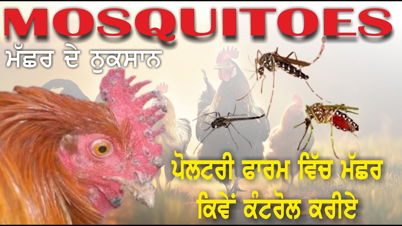 MOSQUITO IN POULTRY FARM - YouTube