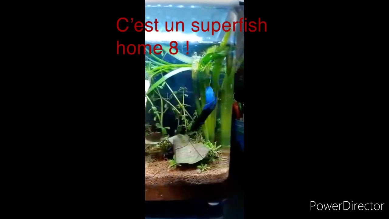 Présentation de mon aquarium superfish home 8! - YouTube