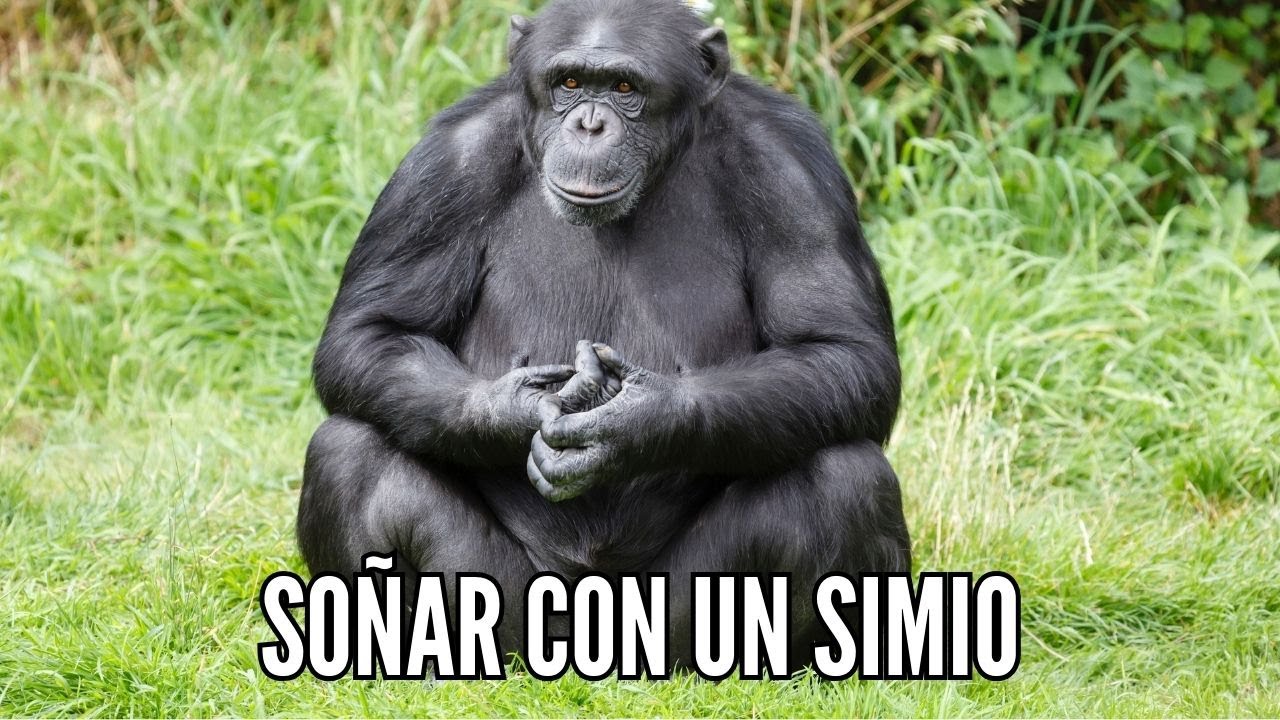 Que Significa Soñar con un Simio - Significado de Soñar con Simios ...