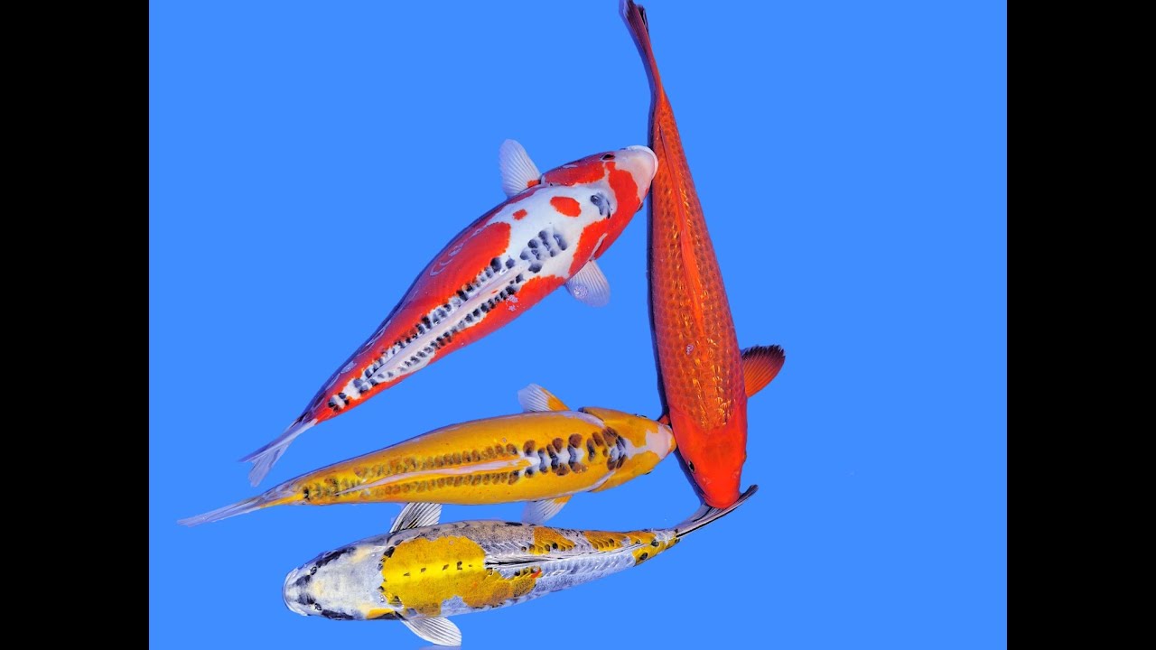 Ki Shusui- Ki Kikokuryu- Ginrin Aka Matsuba- Shusui- Maruhiro 45-50cm ...