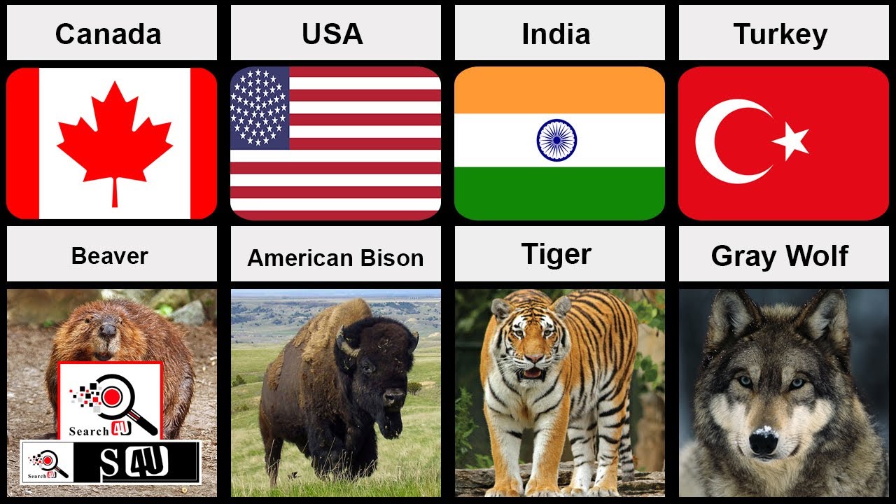 National Animals From Different Countries | Search4u - YouTube