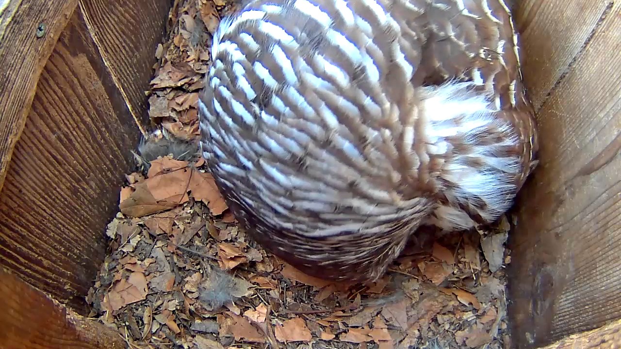 Barred Owls Hooting Mid Day – Mar. 24, 2017 - YouTube