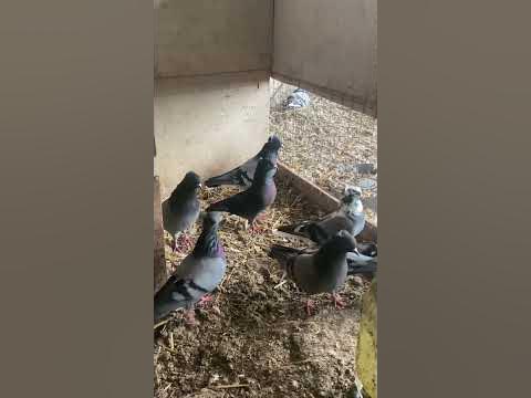 Голубок с голубкою воркует!!!! - YouTube