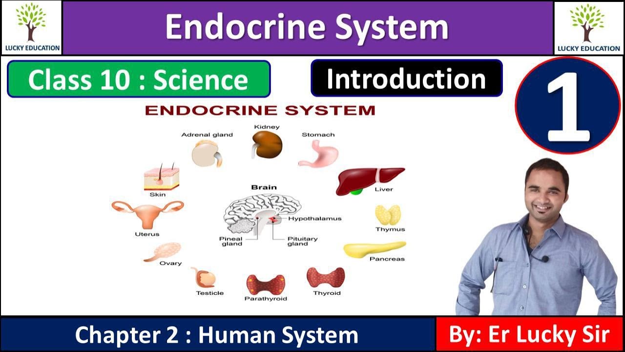 What is Endocrine System??? || Biology || Part 1 || Class 10 || NCERT ...