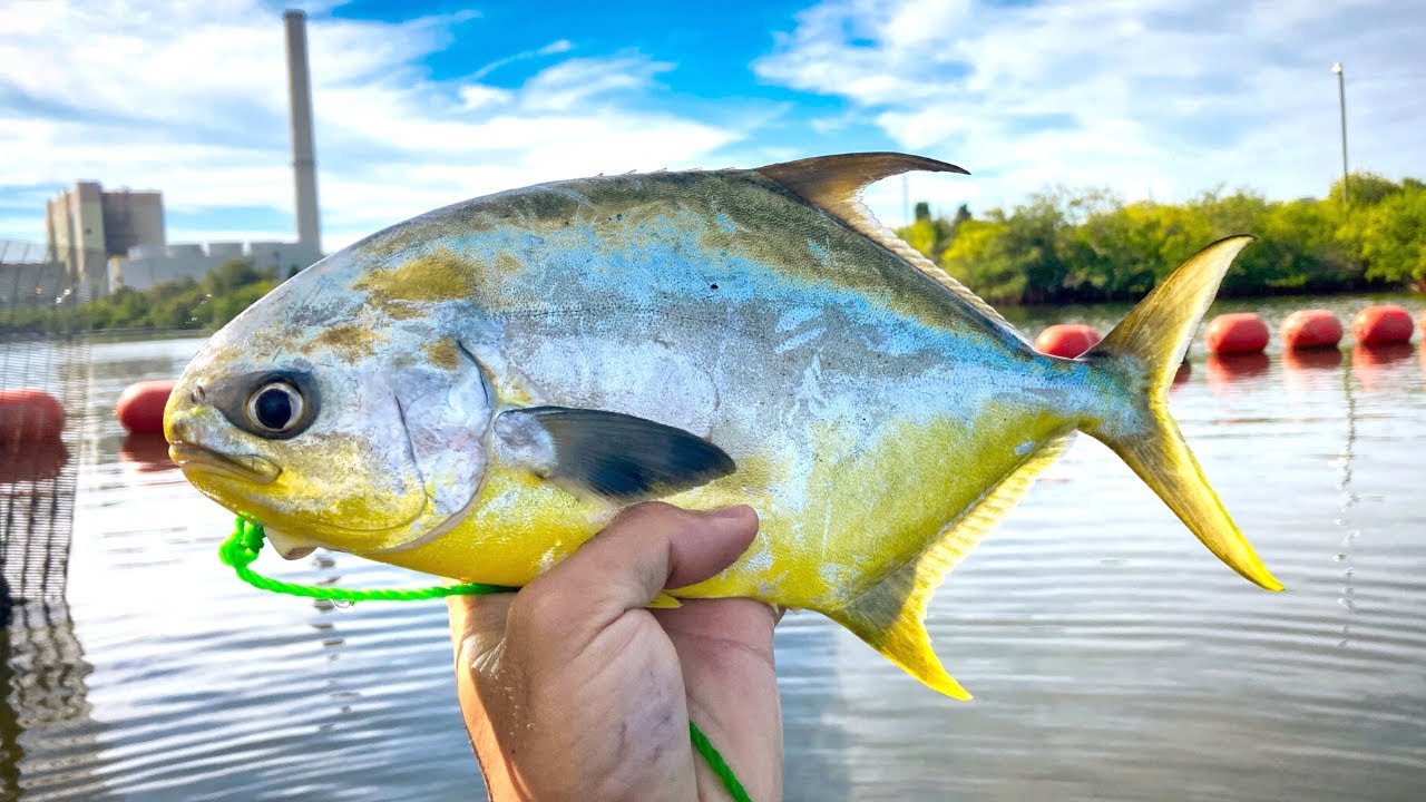 Whole Pompano Catch & Cook - Power Plant Wade Fishing - YouTube