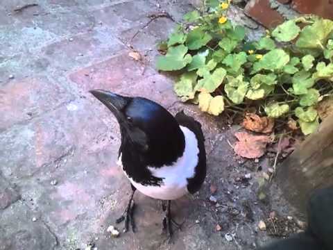 Barking African Pied Crow.mp4- - YouTube