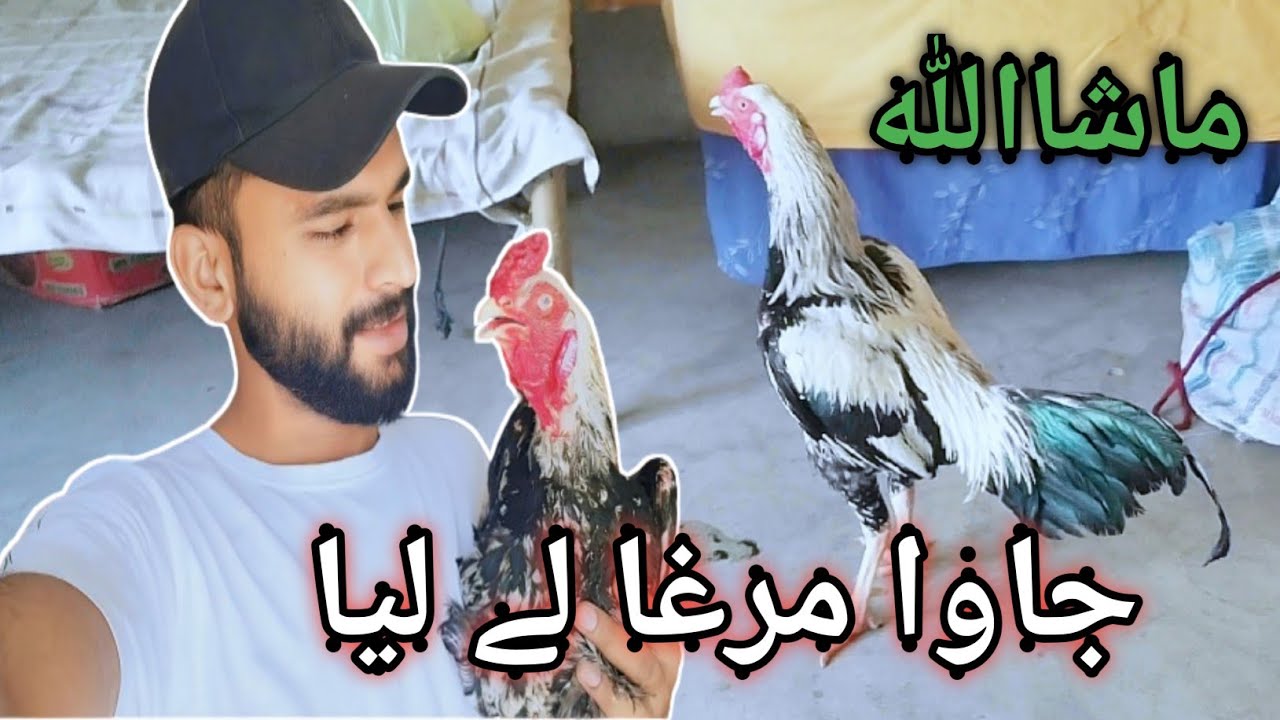 MashaAllah | Aseel Jawa Bhi Aa Gya🐓 | Aseel Jawa | Fighter Murgha - YouTube
