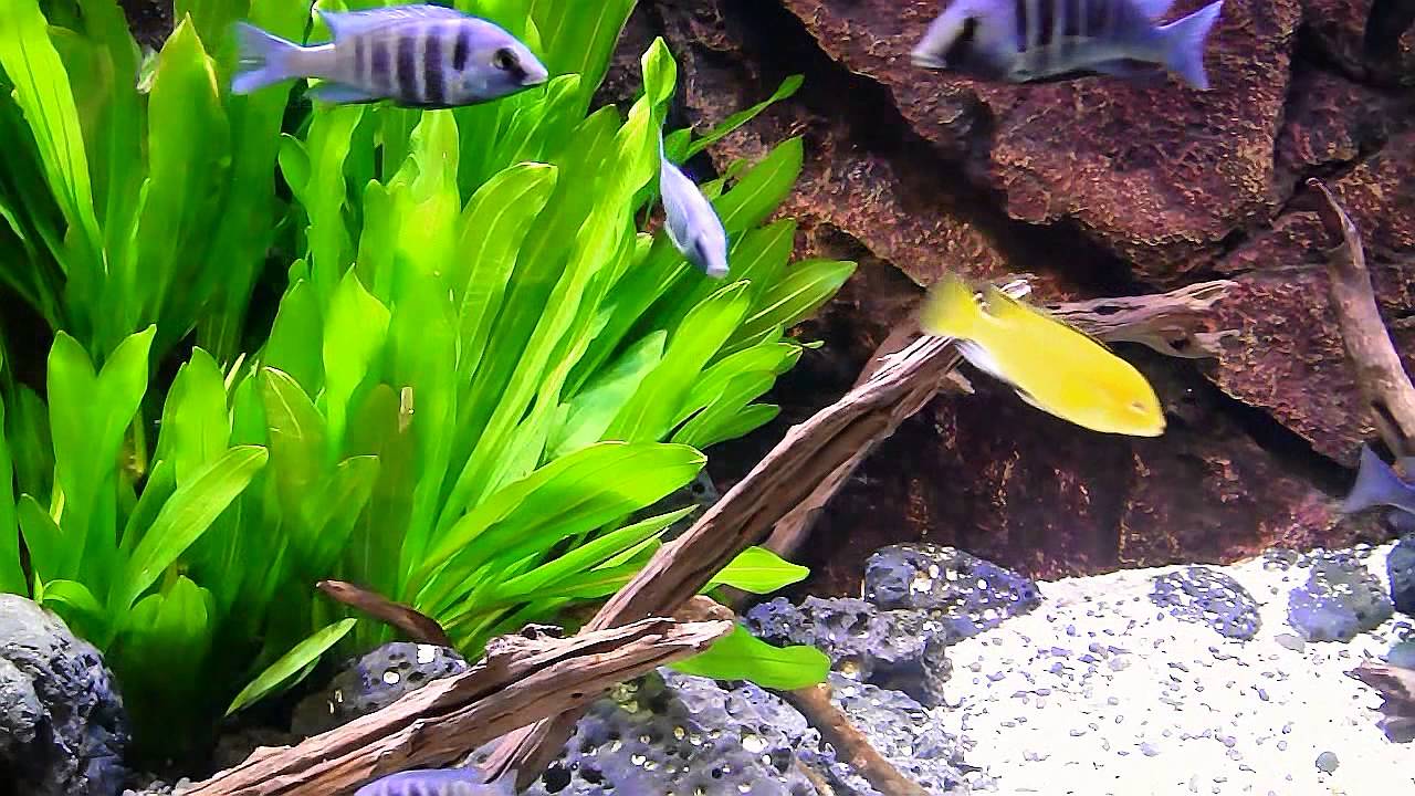 Mono & Cichlid with Plant - YouTube